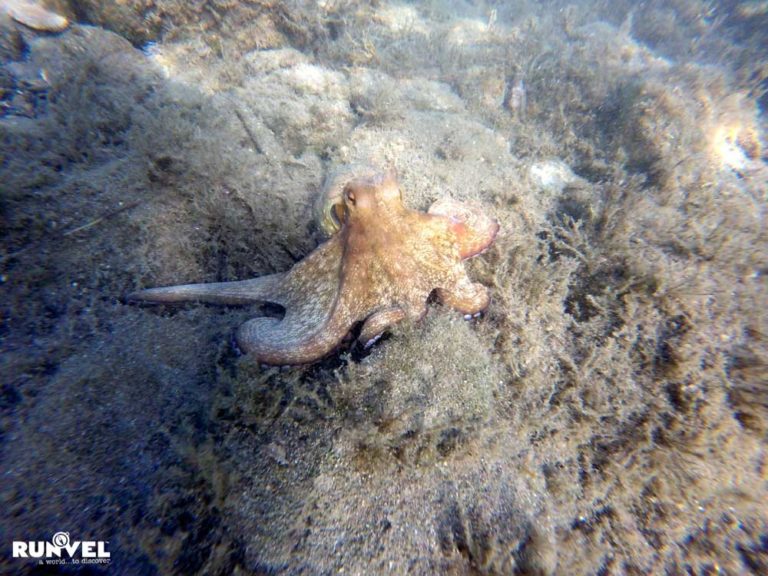 ΑΜΕΤΡΗΤΟΙ ΛΟΓΟΙ ΝΑ ΑΓΑΠΗΣΕΙΣ ΤΗΝ ΑΣΤΥΠΑΛΑΙΑ - Runvel